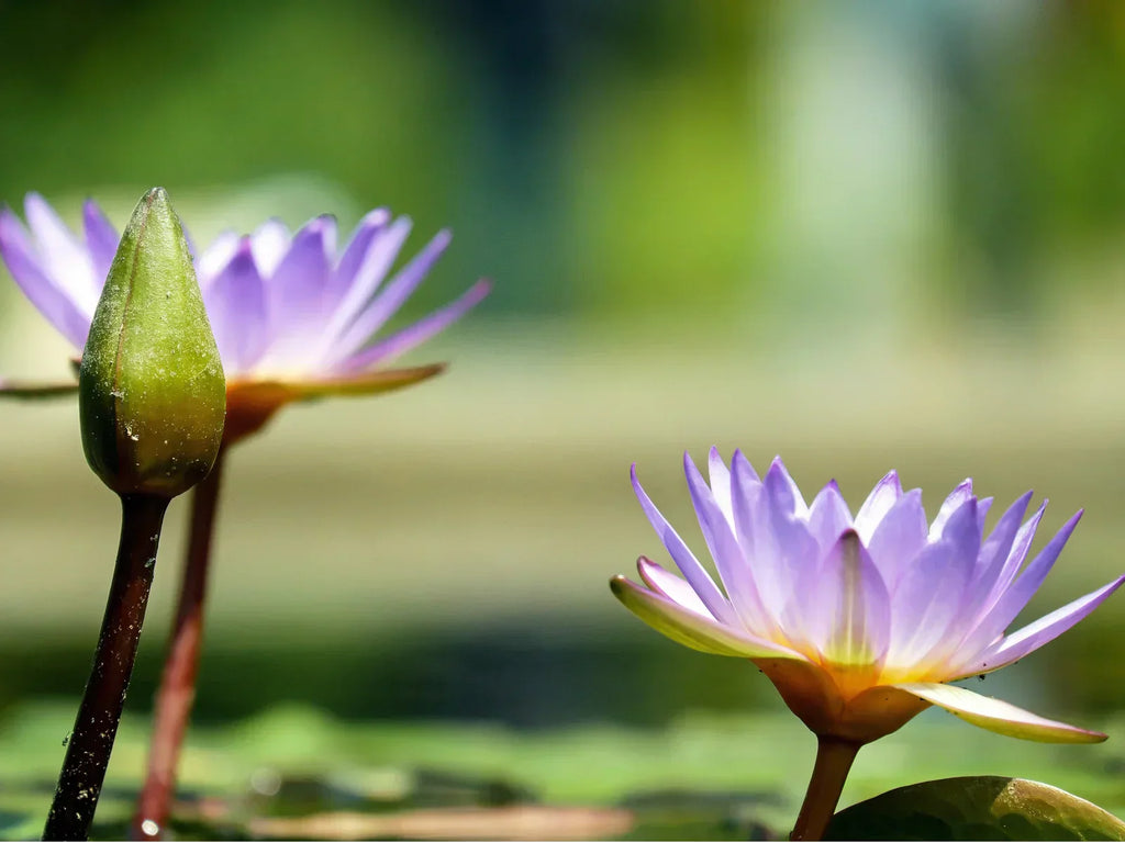 Blue Lotus: The Ancient Flower with a Mystical Twist – MindFuel