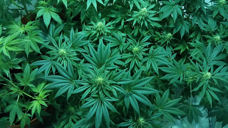 Herbs Used As Cannabis Alternatives – MindFuel