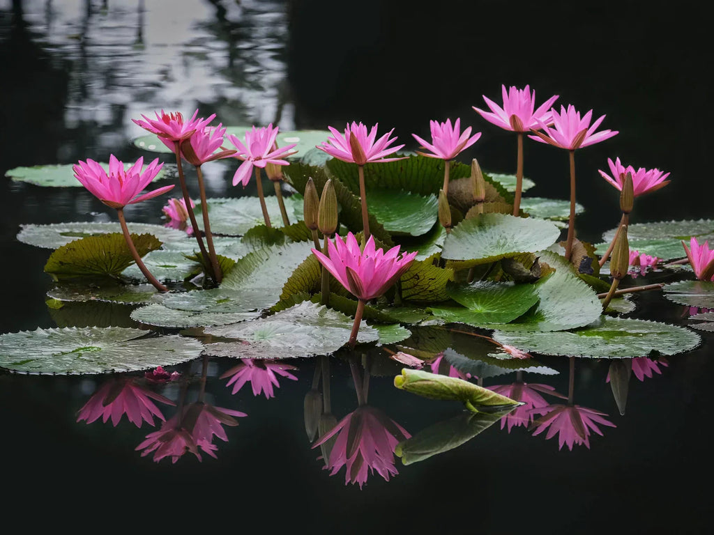 Which Lotus is Right for You? Blue, Pink, Red & White Compared – MindFuel