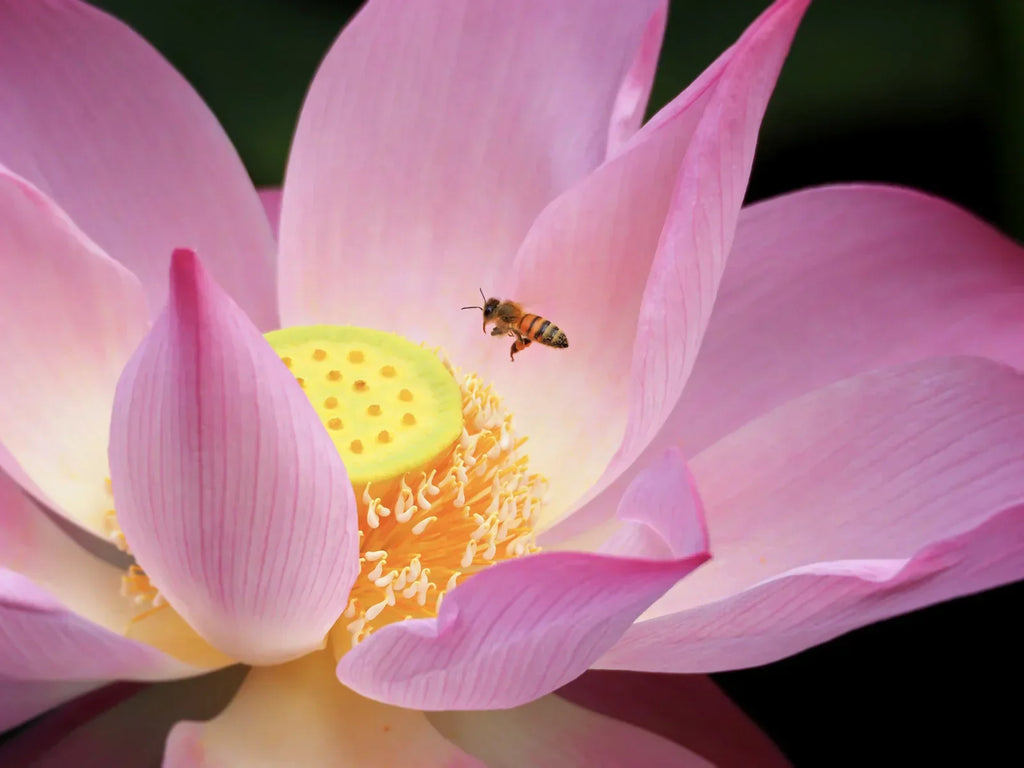 Pink Lotus: Everything You Need to Know – MindFuel