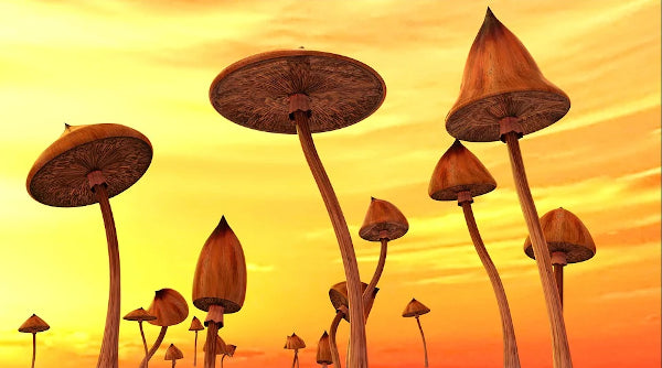 Psychedelic Drugs Are Fueling a Mental Health Revolution – MindFuel