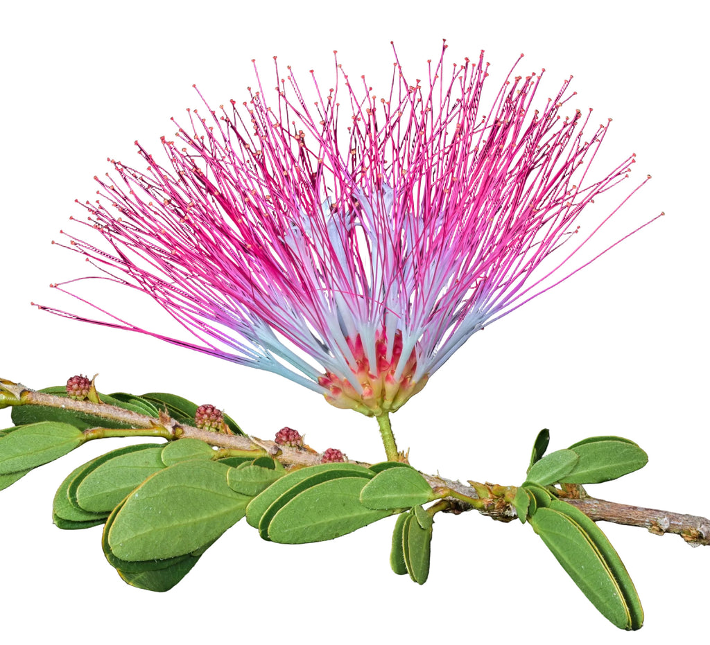 Bobinsana Tincture (Calliandra angustifolia) – MindFuel