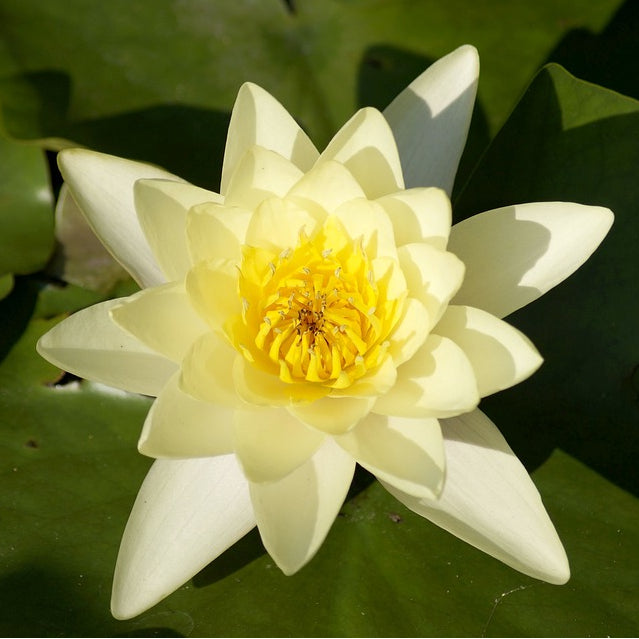 White Lotus Tincture (Nymphaea ampla) 10ml Mayan White Waterlily Extra ...